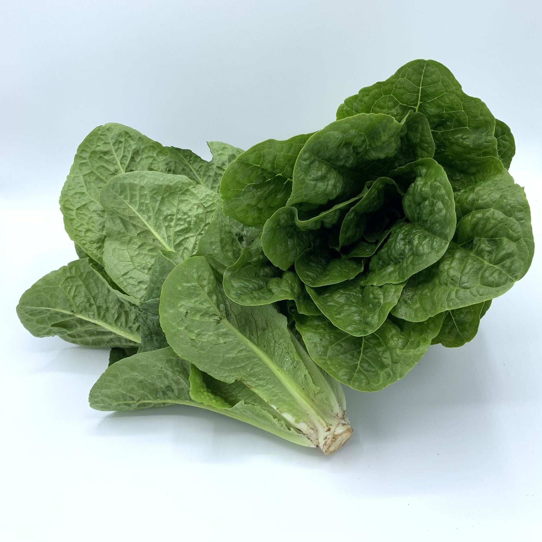 Romana Salat (Latuga) – Kaninchenkiste